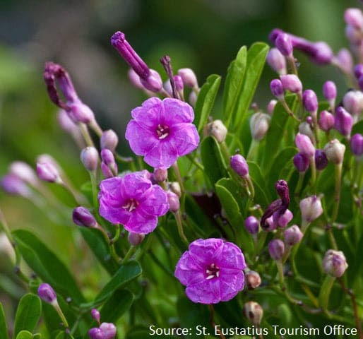 Saint-Eustatius : European Overseas Territory | OCTA